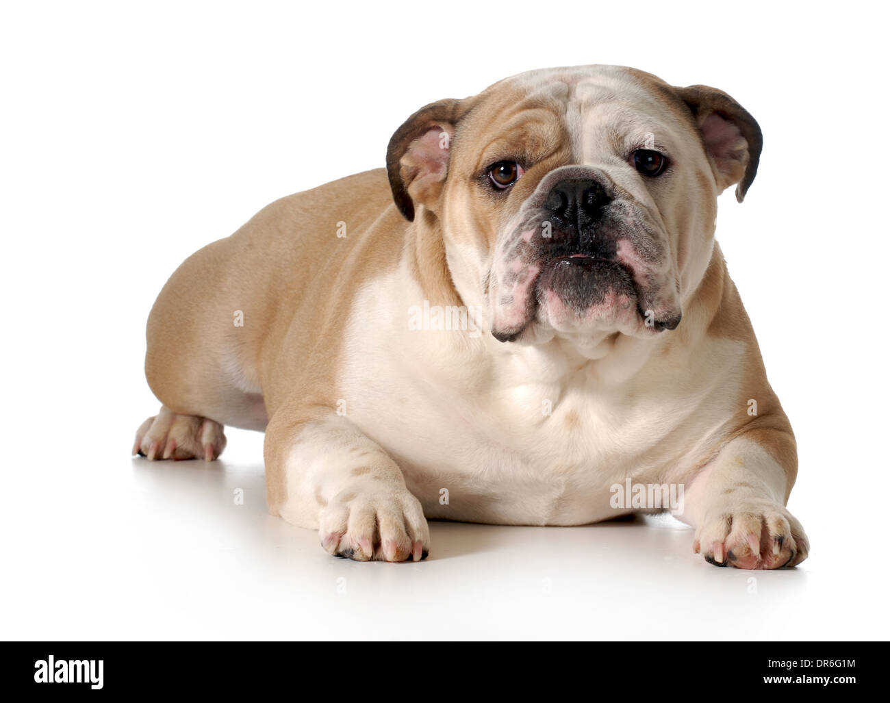 english bulldog laying down looking at viewer isolated on white ...