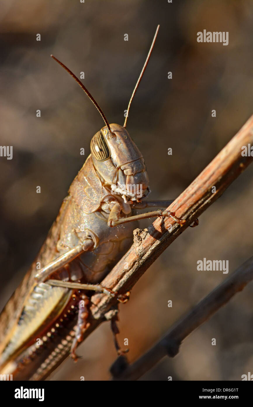 Locust eyes hi-res stock photography and images - Alamy