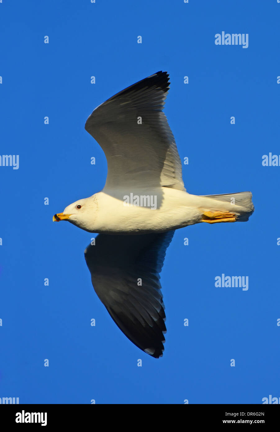 Yellow-legged Gull Flying Stock Photo - Alamy