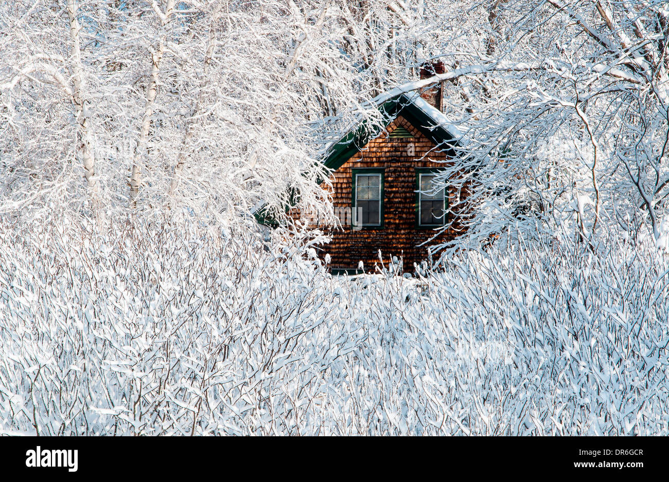 Snow covered bushes and trees surround wood shingled cabin after winter ...