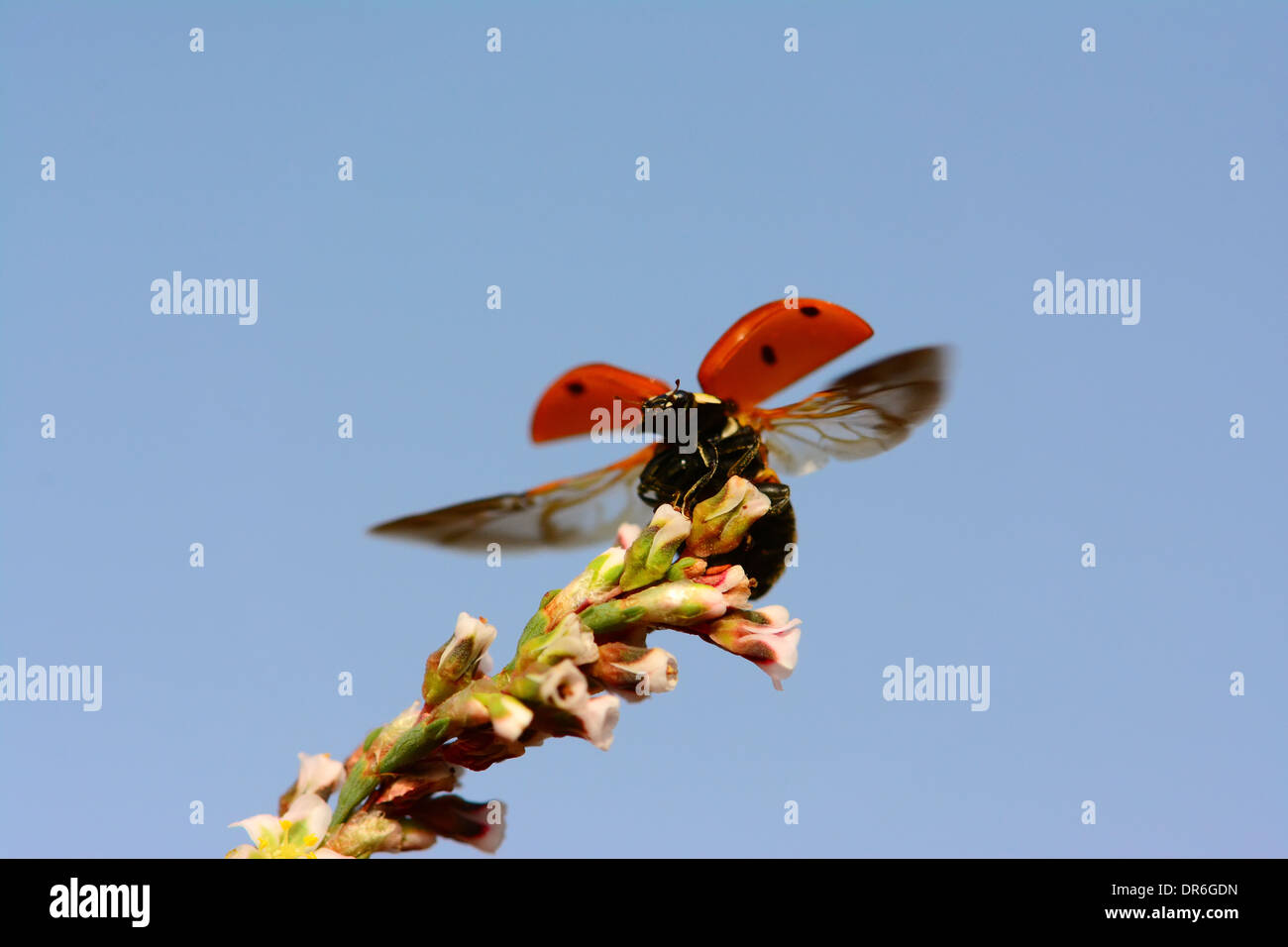 Lady bug take off hi-res stock photography and images - Alamy