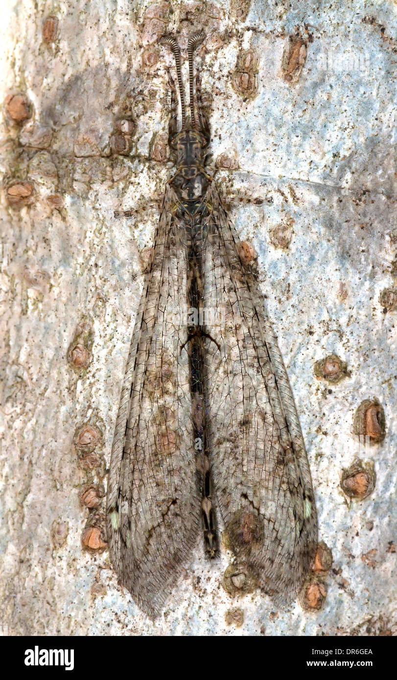 Ant lion hi-res stock photography and images - Alamy