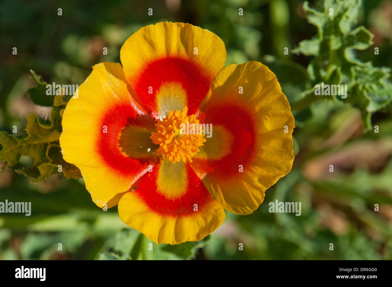 Mountain Horned-poppy flower Stock Photo - Alamy