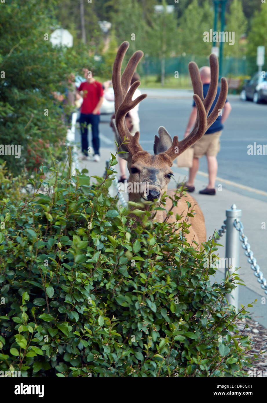 Mule deer in town, Banff, Canada Stock Photo - Alamy
