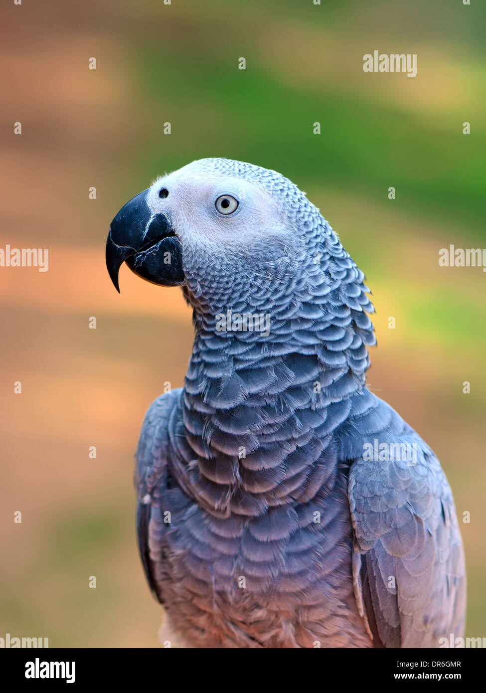African Grey Parrot portrait Stock Photo - Alamy