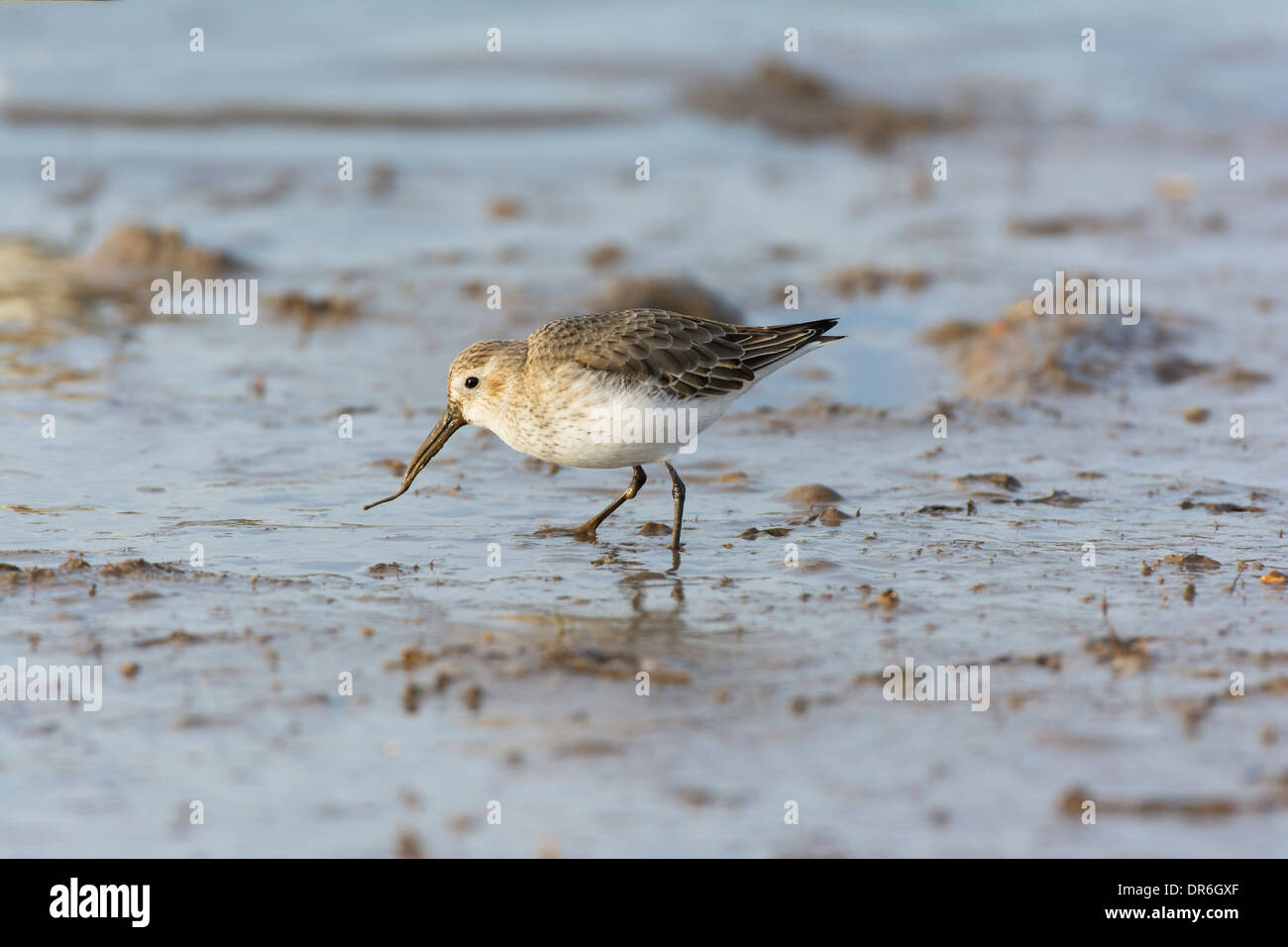 Dunlin uk marsh hi-res stock photography and images - Alamy
