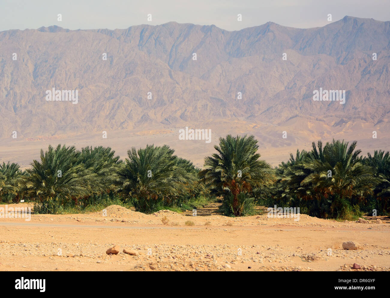 Orchard israel hi-res stock photography and images - Alamy