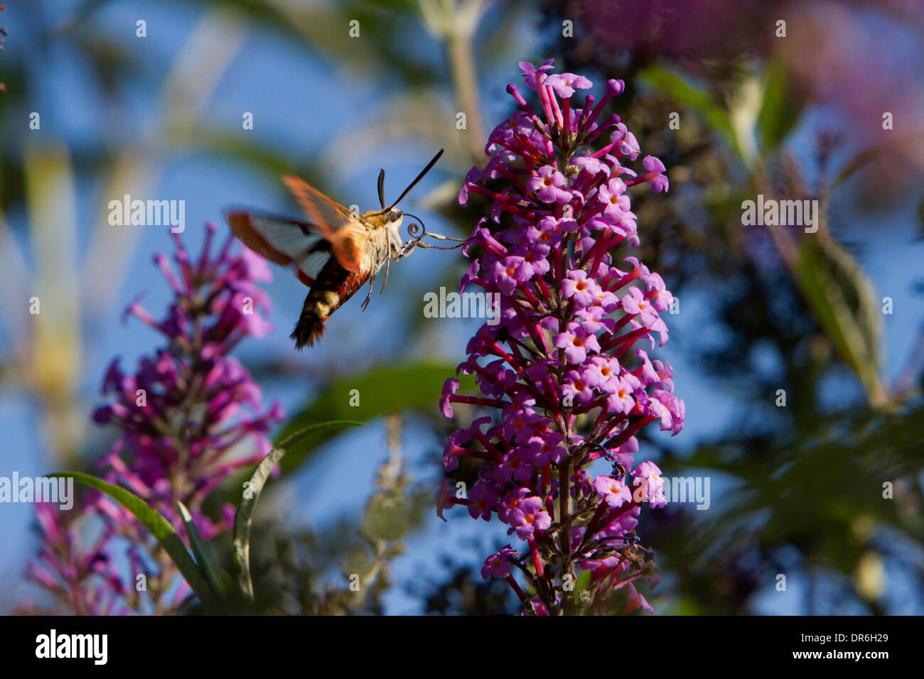 Broad-bordered Bee Hawk-moth (Hemaris fuciformis) hovering around ...