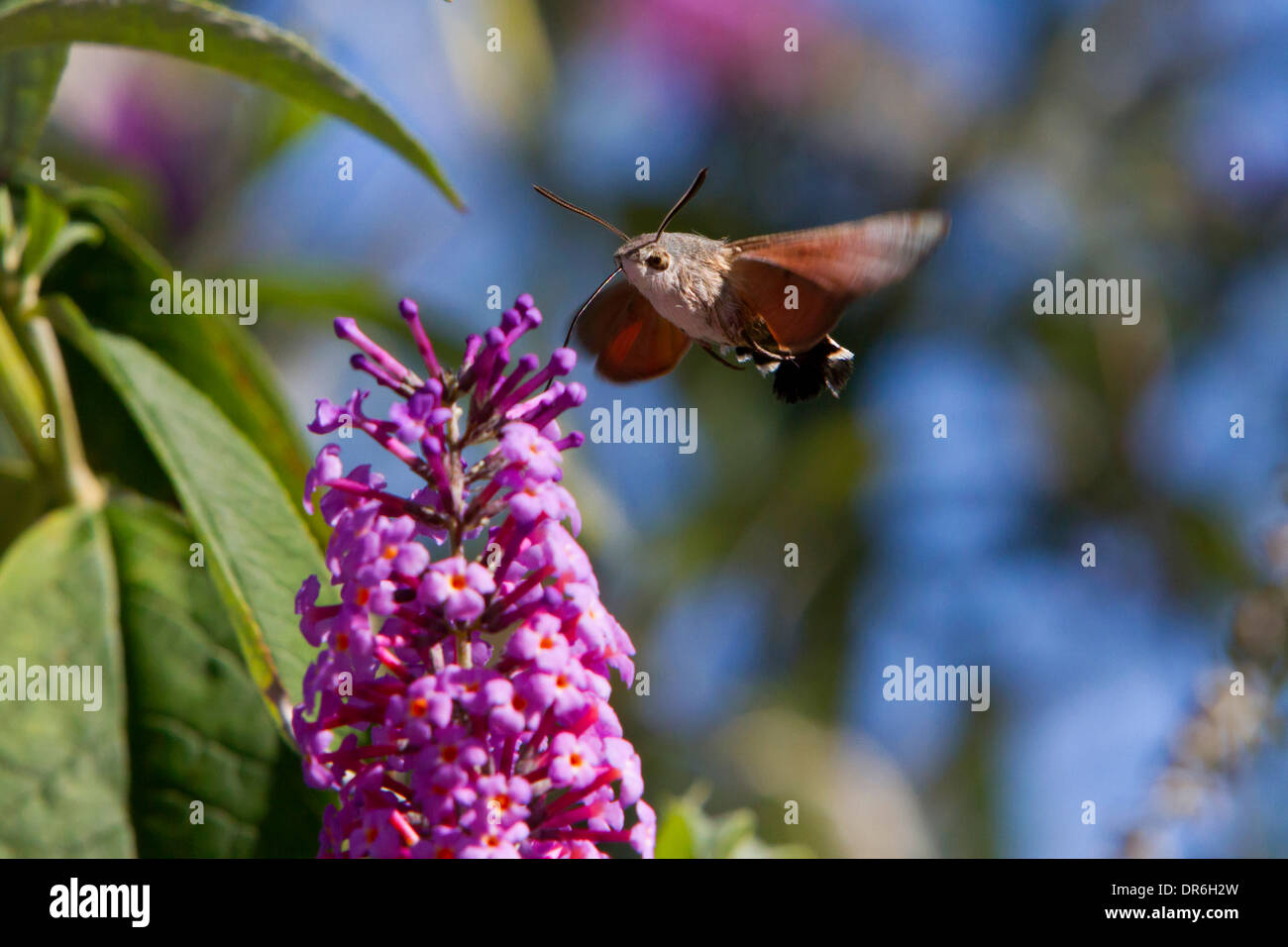 Hummingbird Hawk-moth (Macroglossum stellatarum) hovering around ...