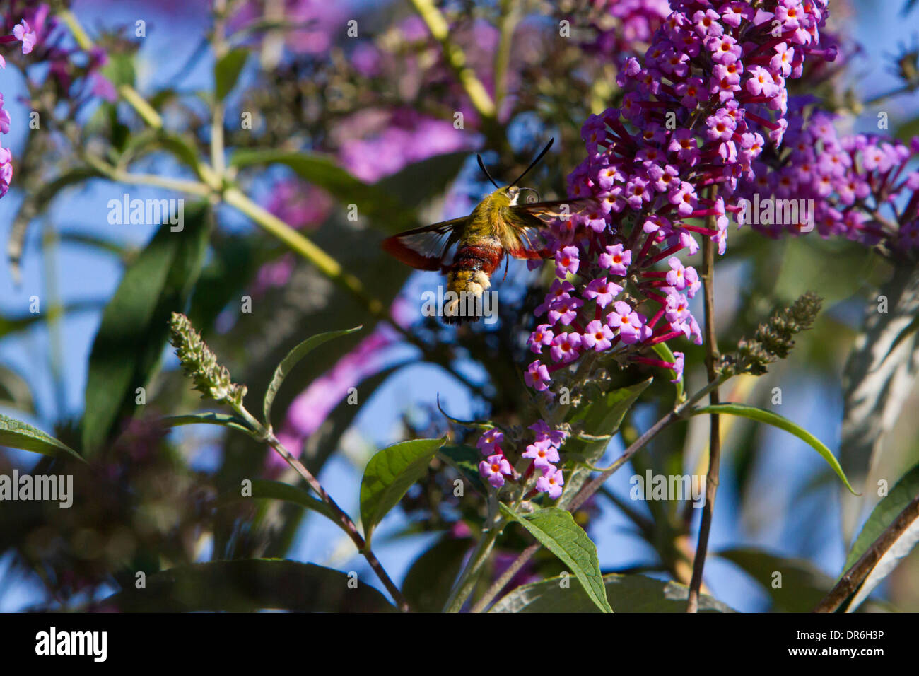 Broad-bordered Bee Hawk-moth (Hemaris fuciformis) hovering around ...