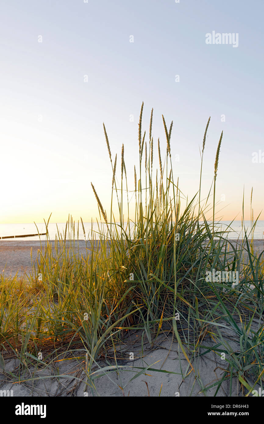 Beach grass planting hi-res stock photography and images - Alamy