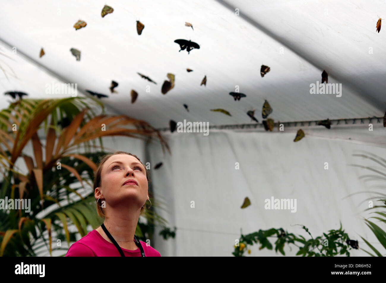 Butterfly museum hi-res stock photography and images - Alamy