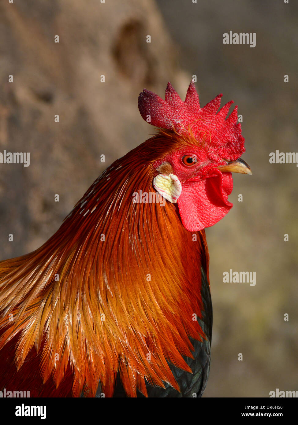 Colorful rooster portrait Stock Photo - Alamy