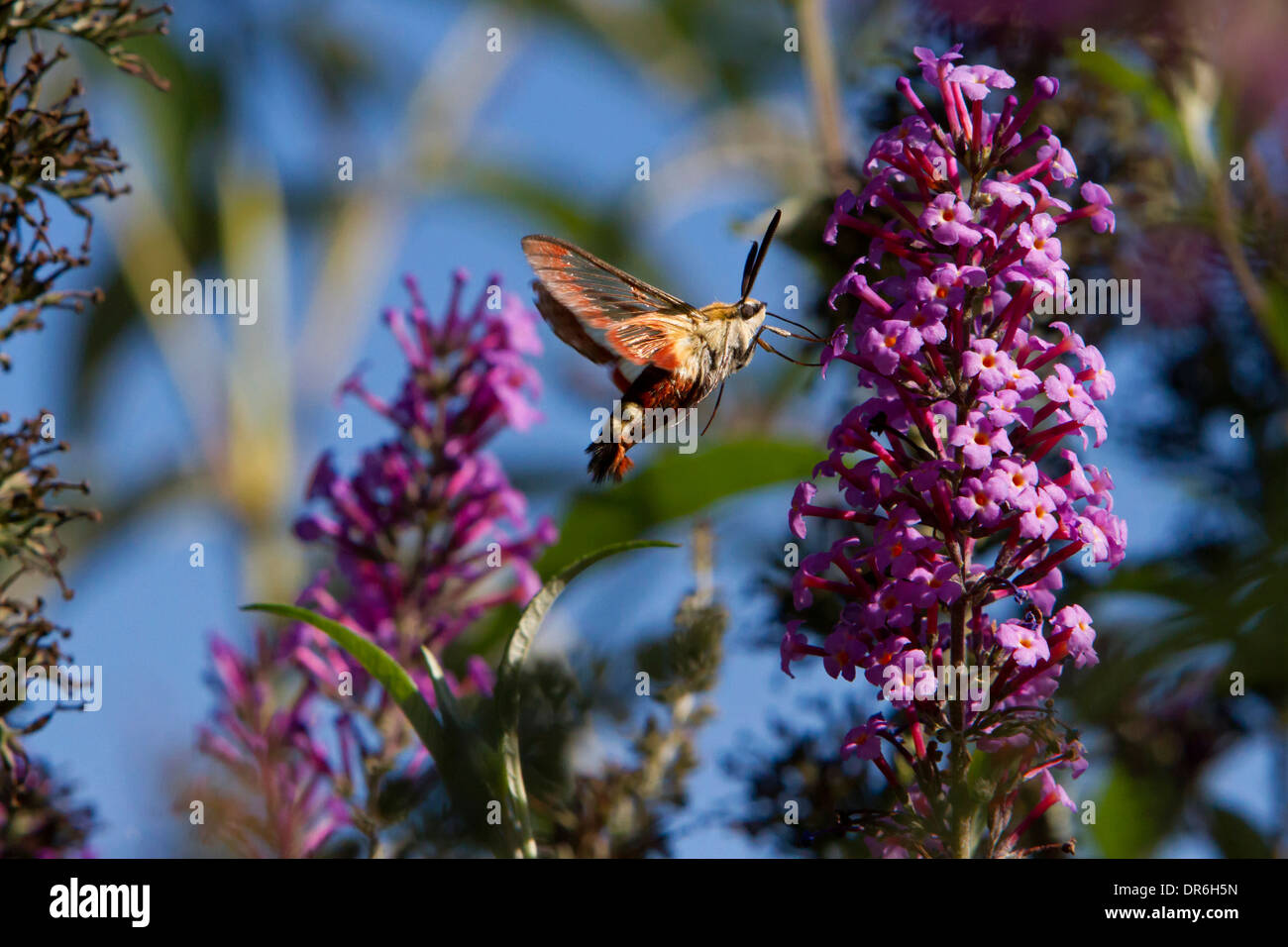 Broad-bordered Bee Hawk-moth (Hemaris fuciformis) hovering around ...