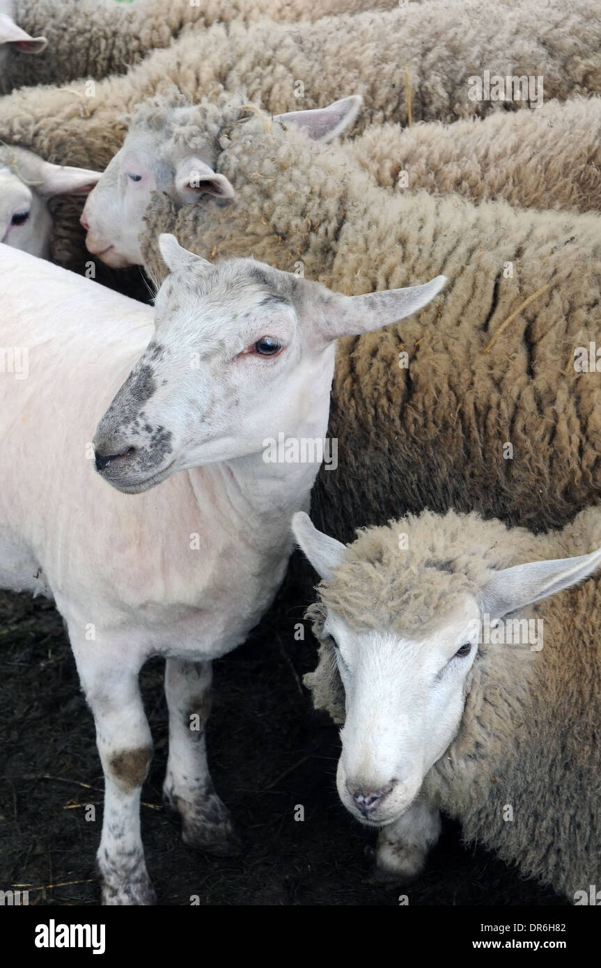 Sheep shearing hi-res stock photography and images - Alamy