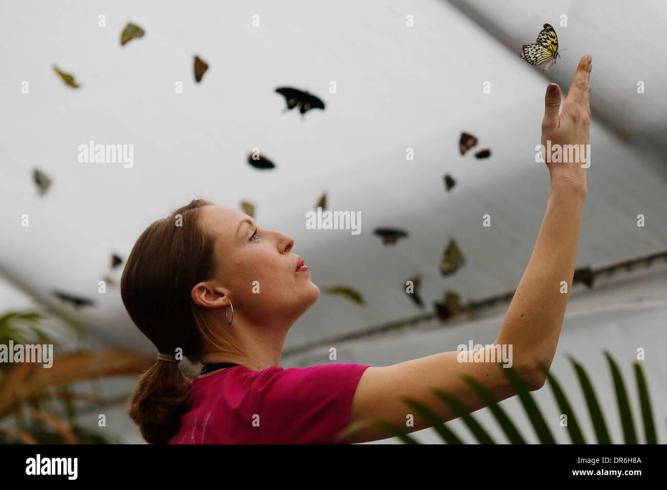 'Sensational Butterflies' exhibition at the Natural History Museum ...