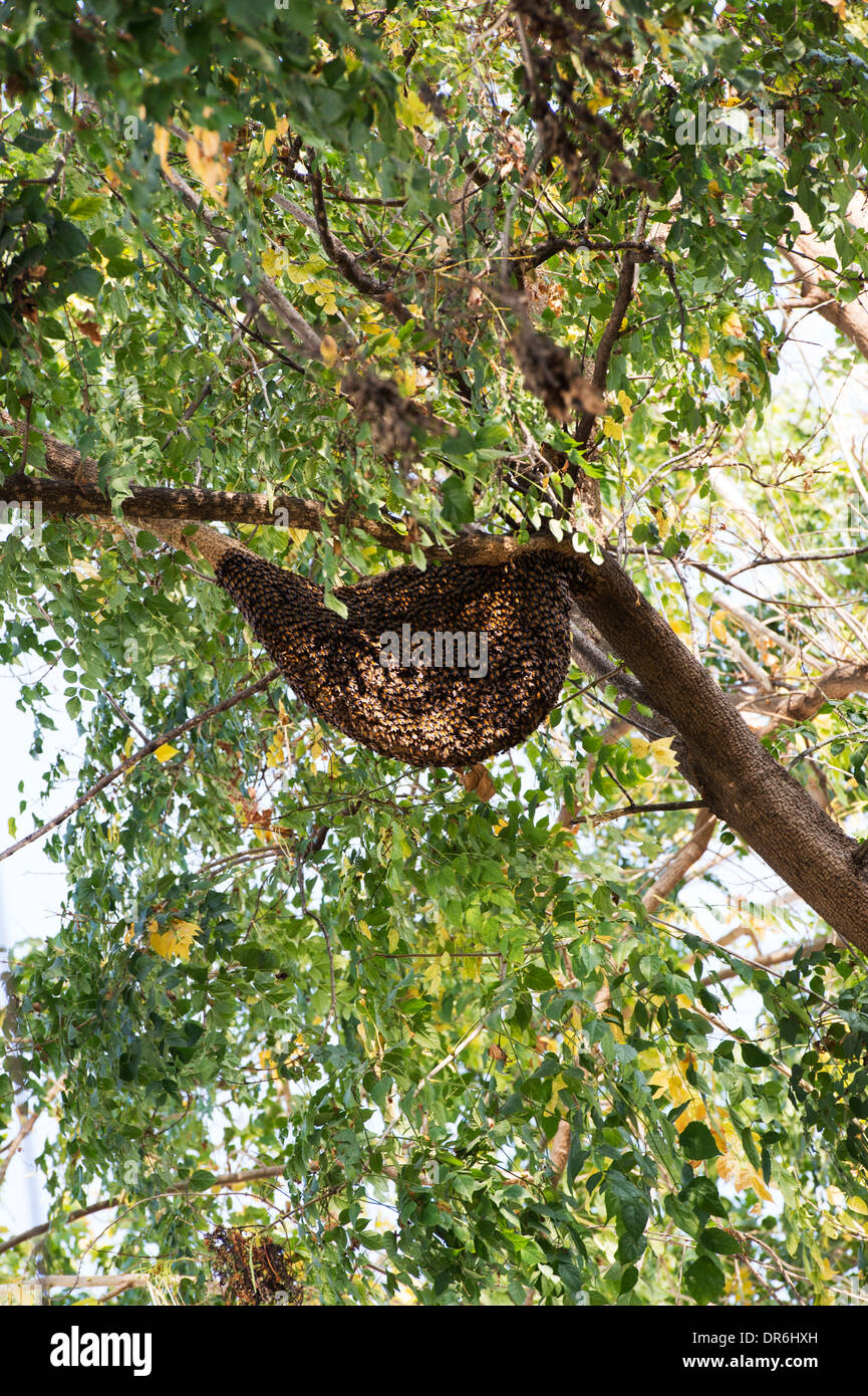 Indian honey bee hive on the branch of an Indian Cork Tree. India Stock ...