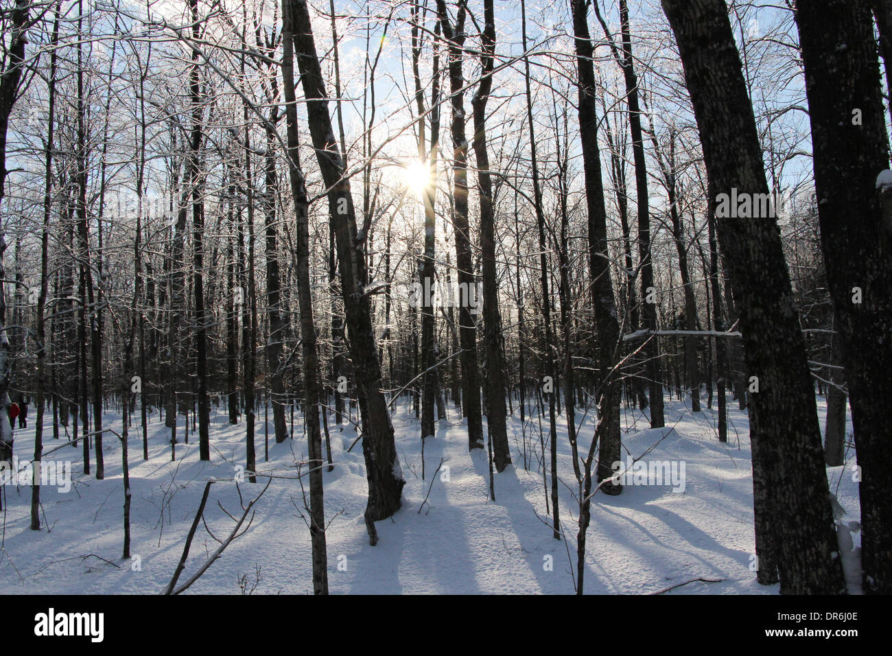 The sun bursting through a bare forest during the winter in Quebec ...
