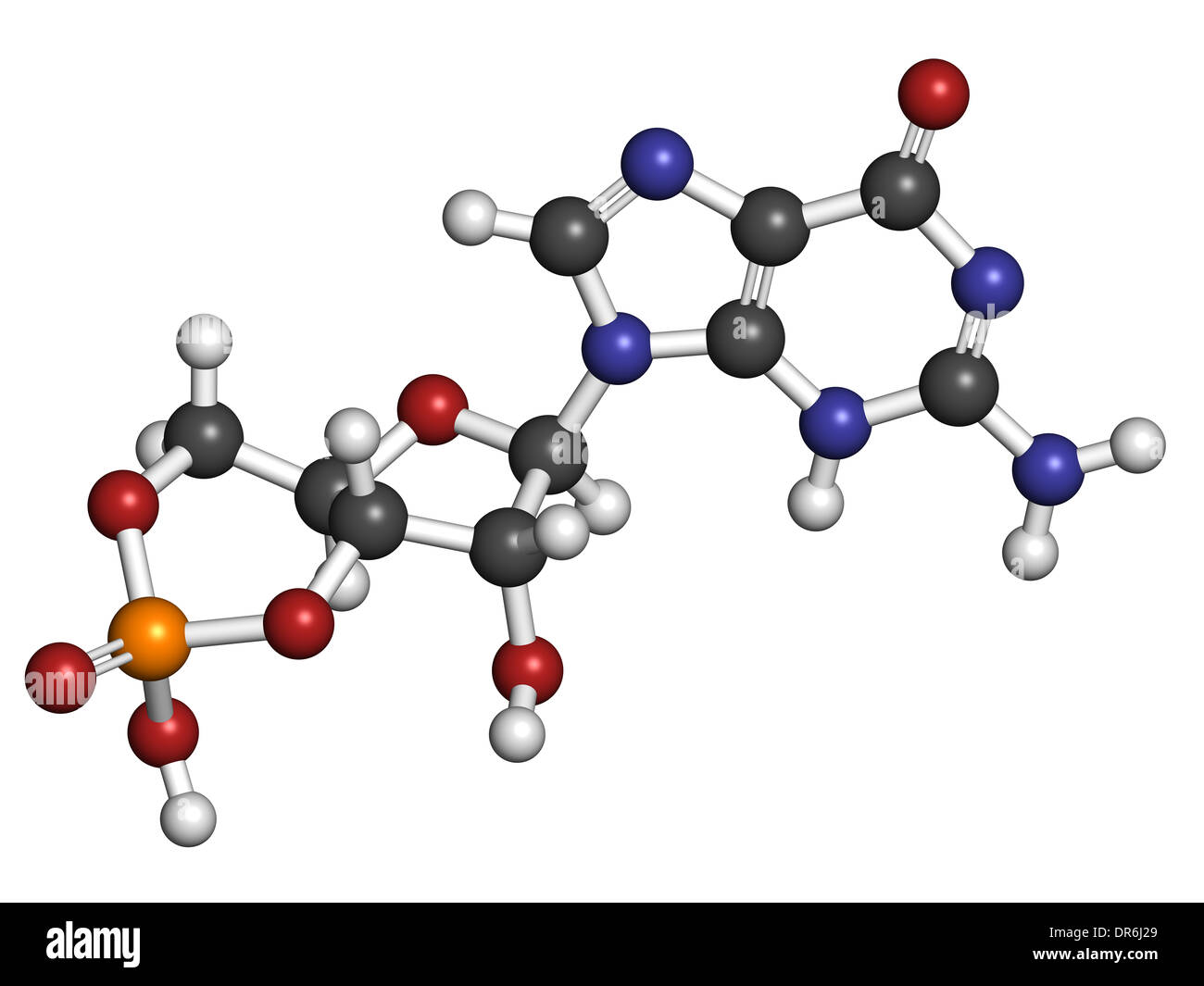 Cyclic guanosine monophosphate (cGMP) molecule. Important second ...