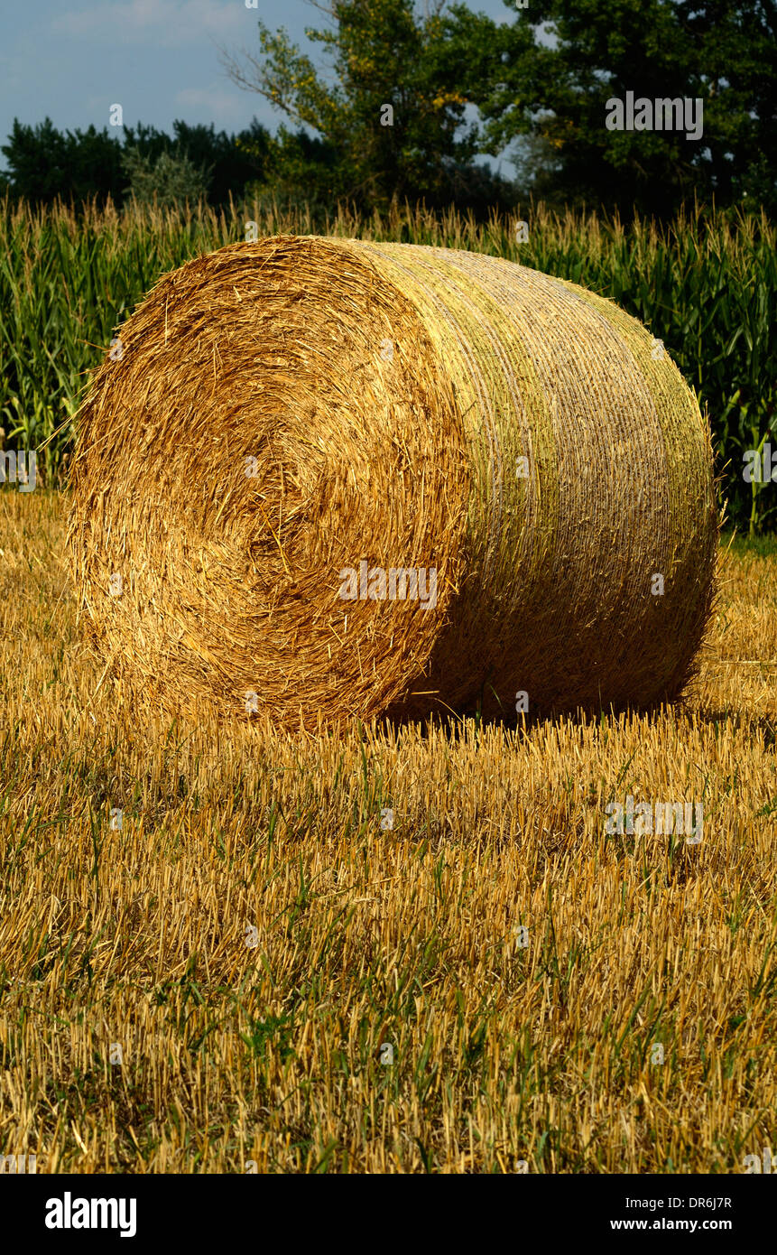 bales straw bale field harvest stubble farmland Stock Photo - Alamy