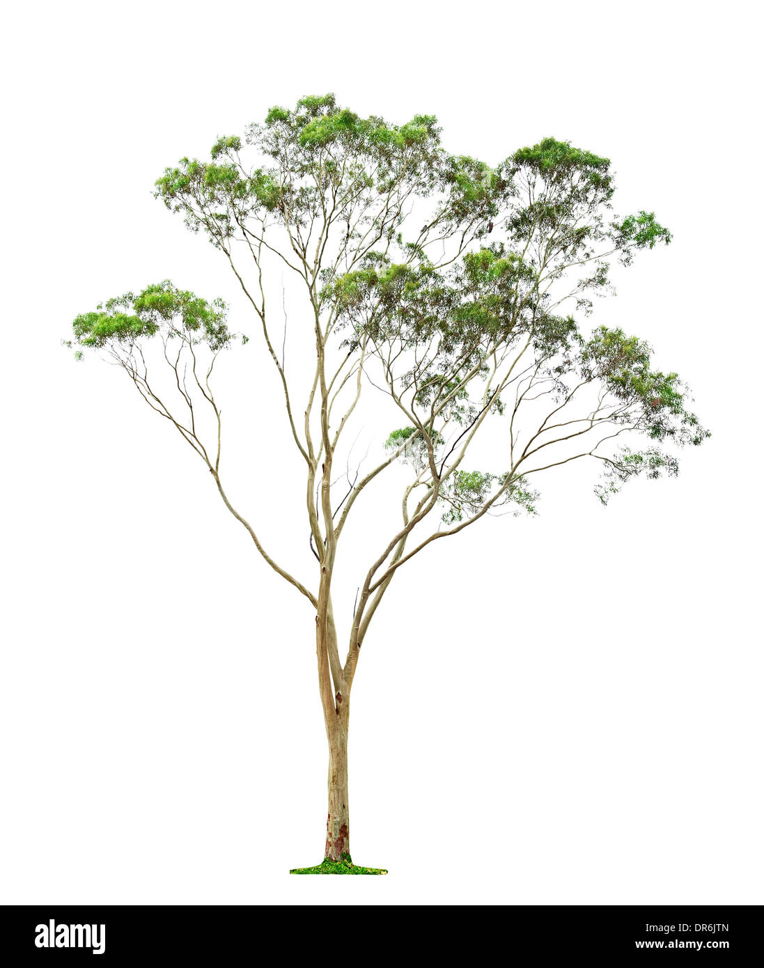 Tall Tree White Background