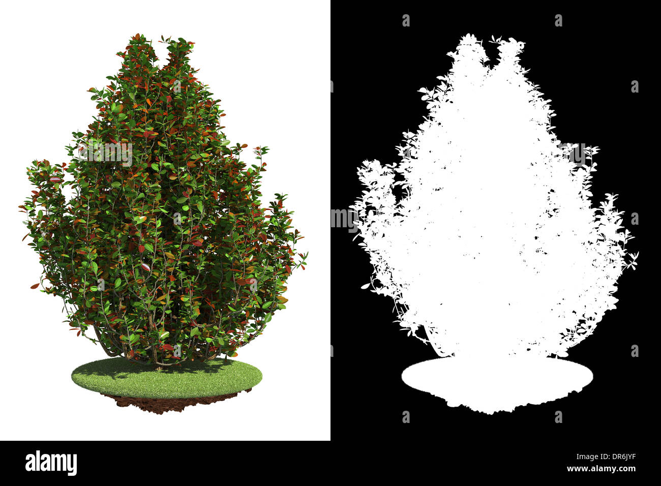 Bush Isolated on White Background Stock Photo - Alamy