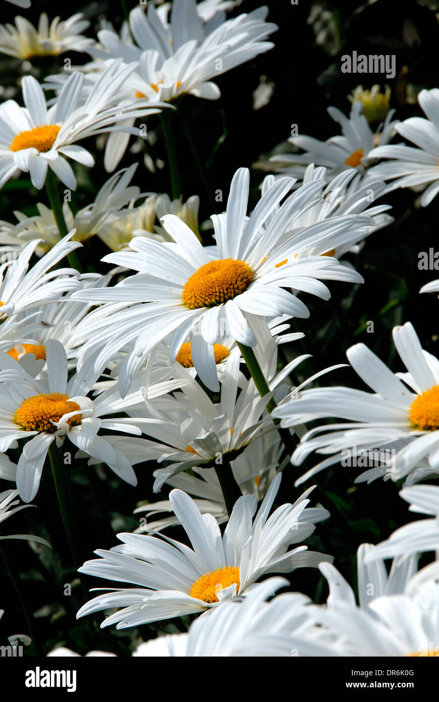 Marguerite flower hi-res stock photography and images - Alamy