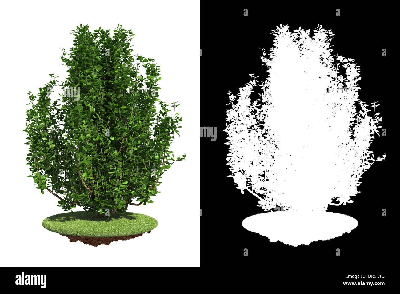 Green Shrub Isolated on White Background Stock Photo - Alamy