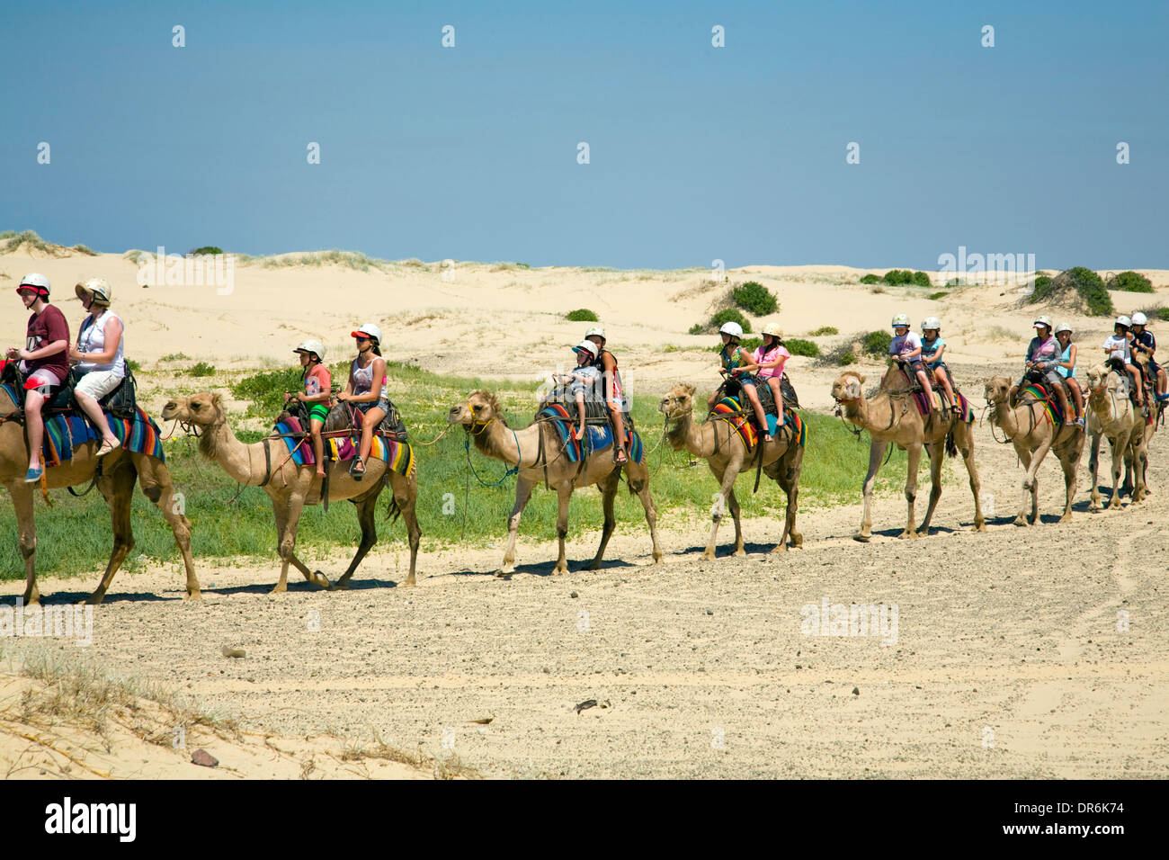 Riding camel at port stephens hi-res stock photography and images - Alamy