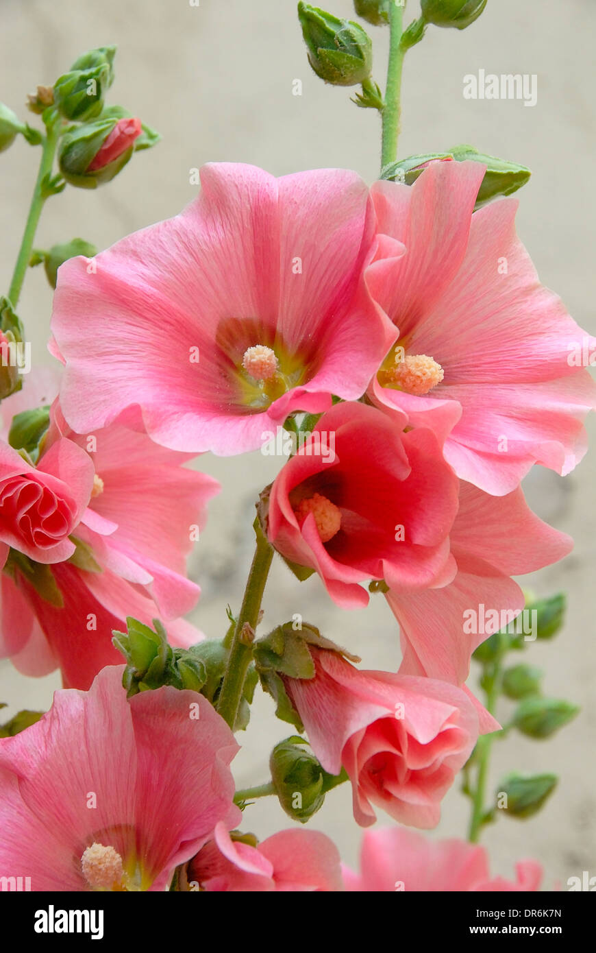 Hollyhock flowers hi-res stock photography and images - Alamy