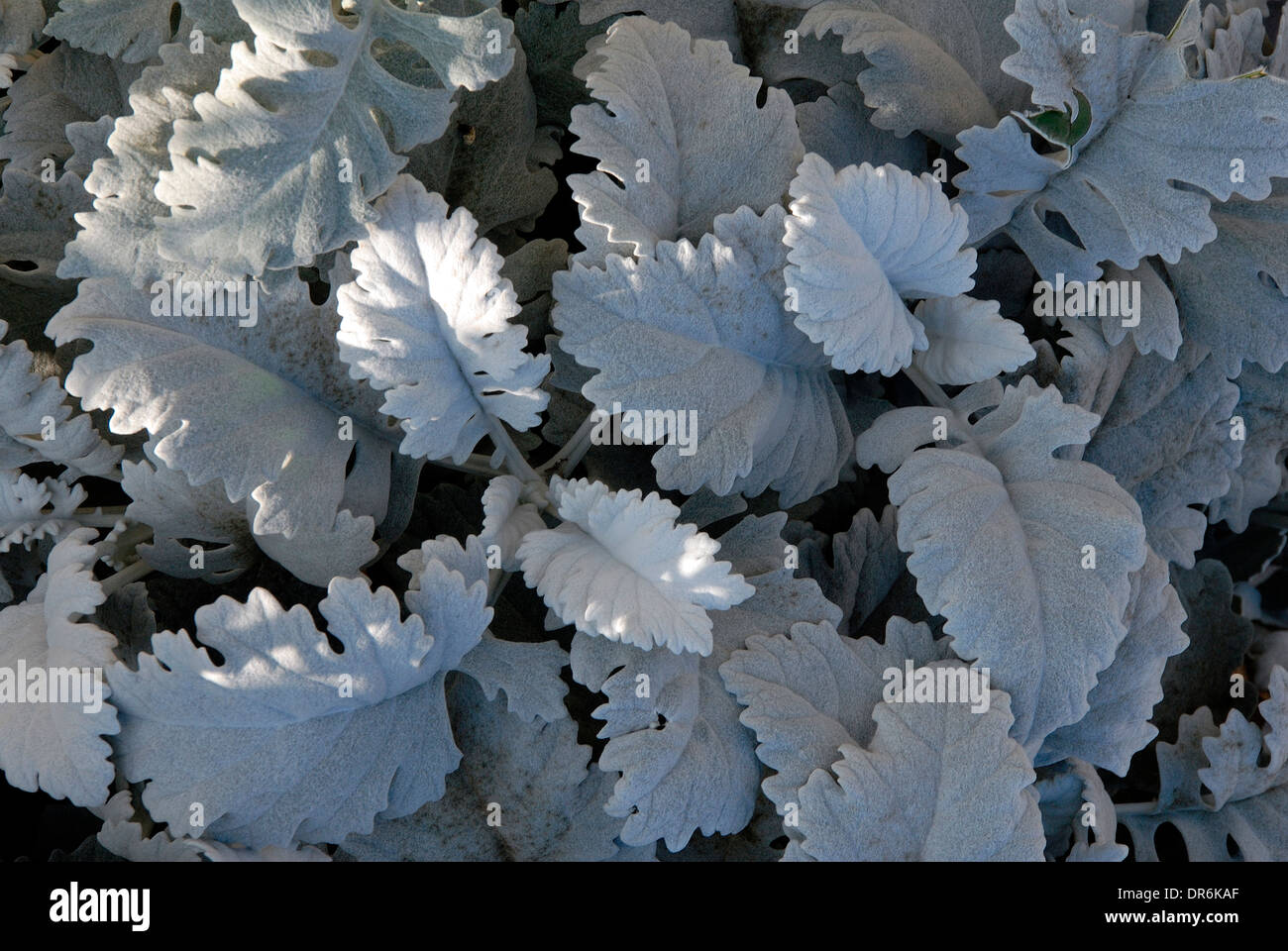 Close-up view of dusty miller Stock Photo - Alamy