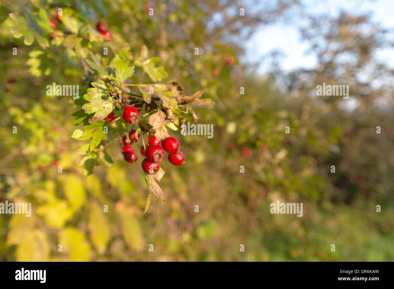 Hawthorn twig hi-res stock photography and images - Alamy