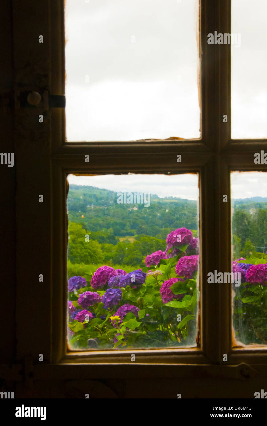 Hydrangea by the window hi-res stock photography and images - Alamy