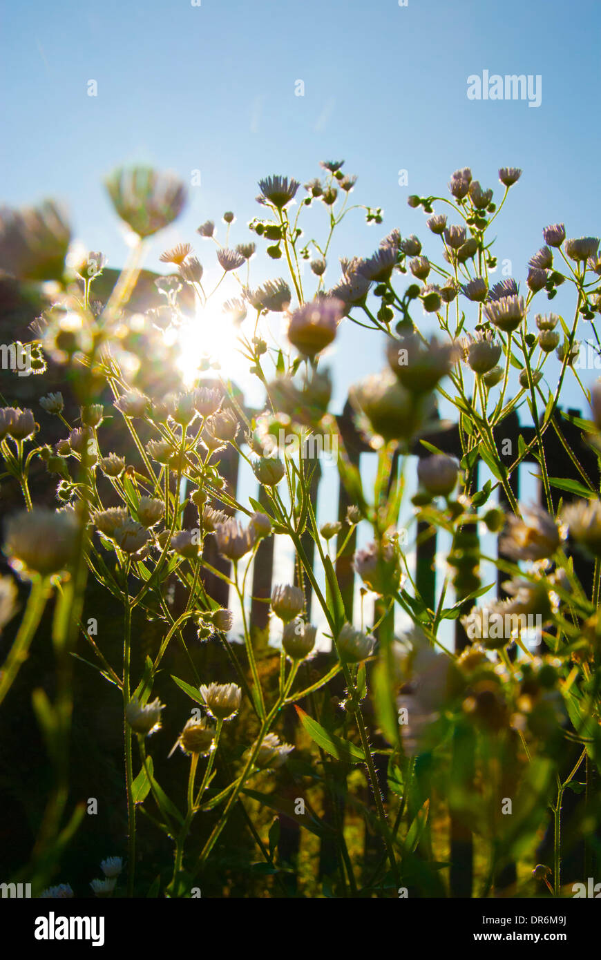 Sunlight falling on flowers in garden Stock Photo - Alamy