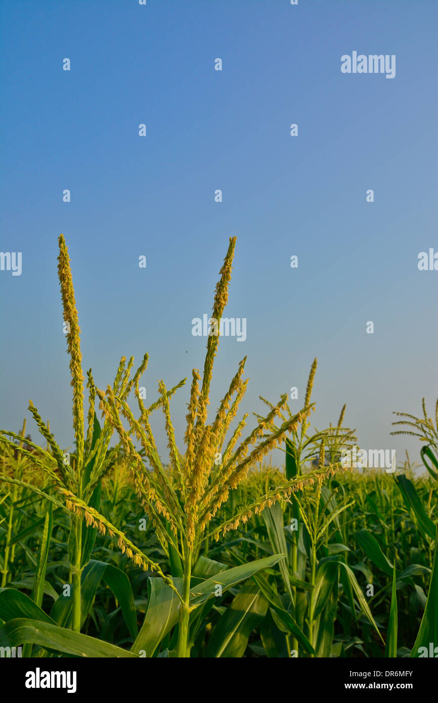 corn field with blue sky background Stock Photo - Alamy