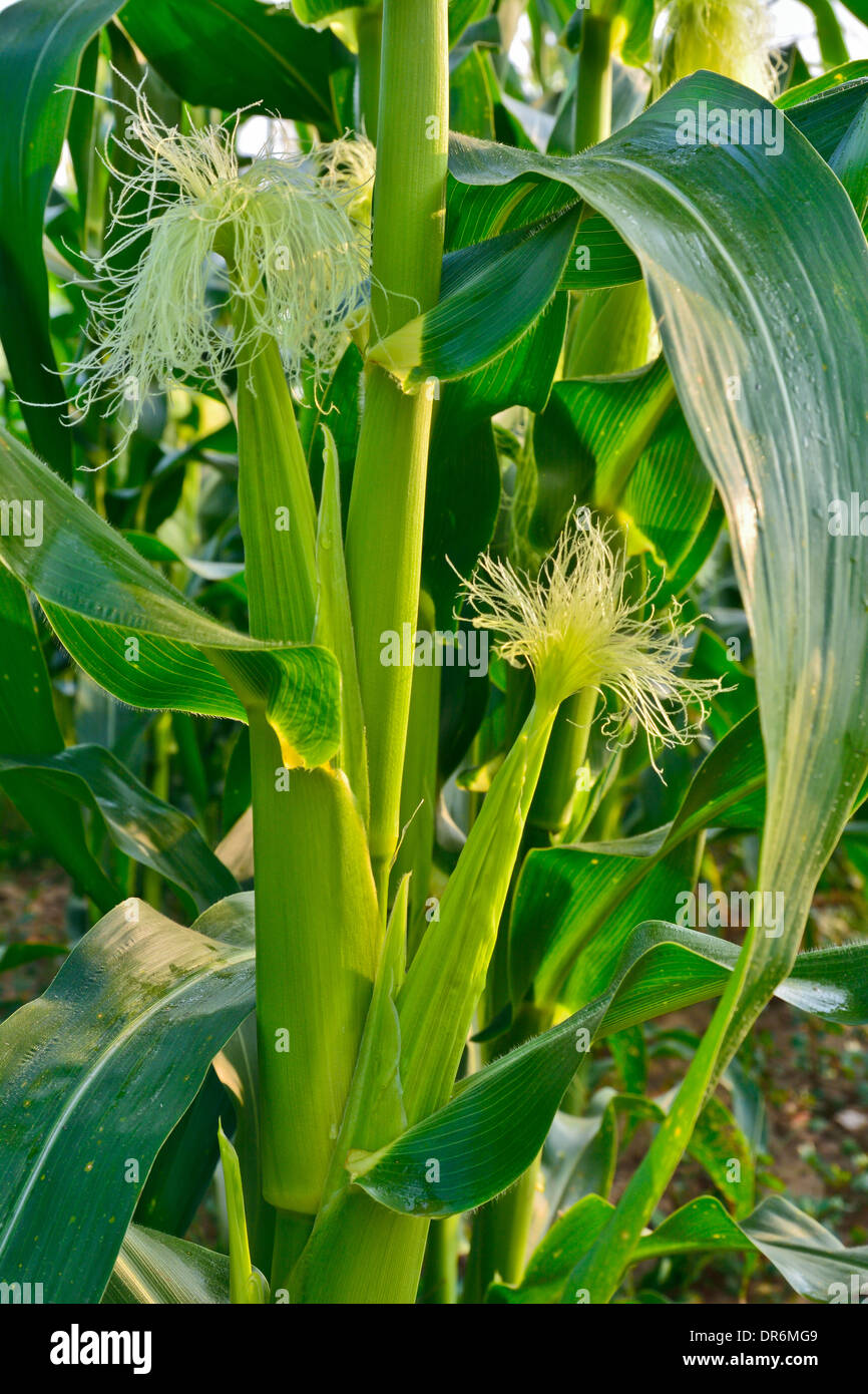 Grass ear of corn hi-res stock photography and images - Alamy