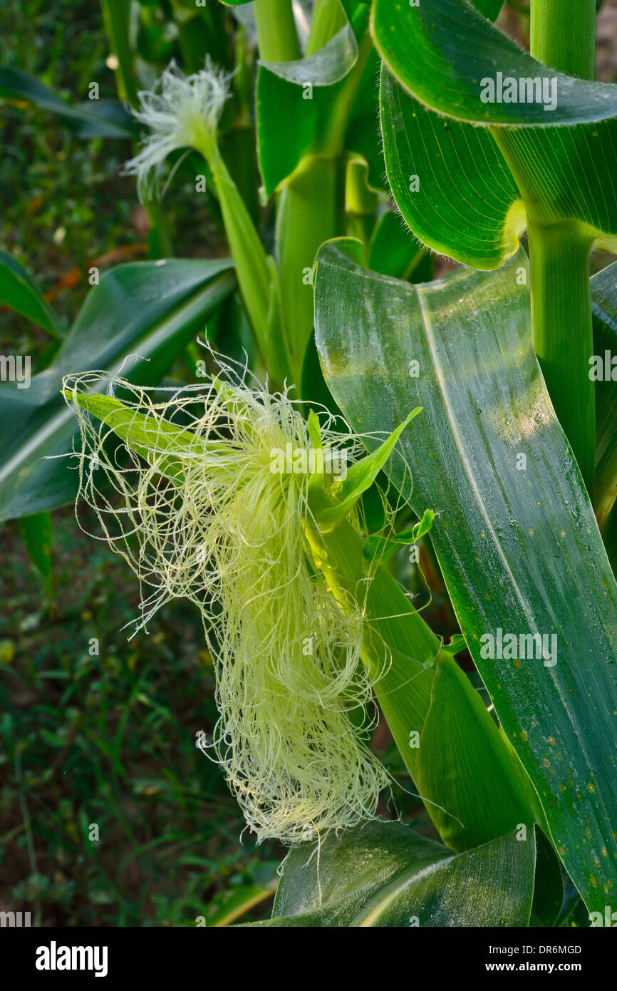 Ear of corn hi-res stock photography and images - Alamy