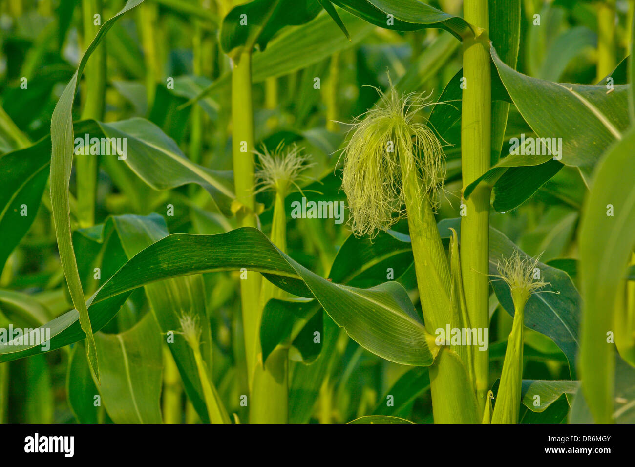 Ear of corn hi-res stock photography and images - Alamy
