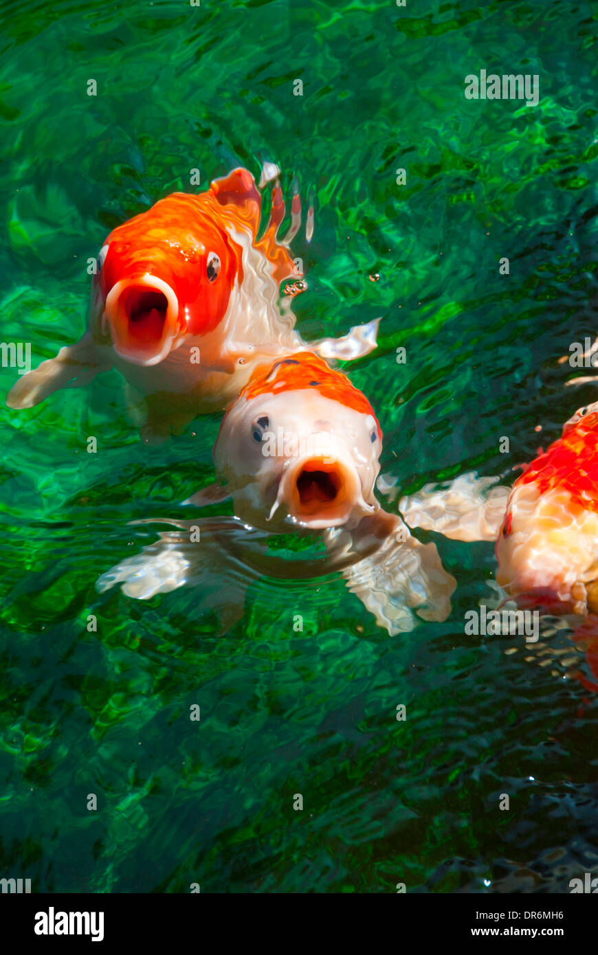 Fish opening his mouth hi-res stock photography and images - Alamy