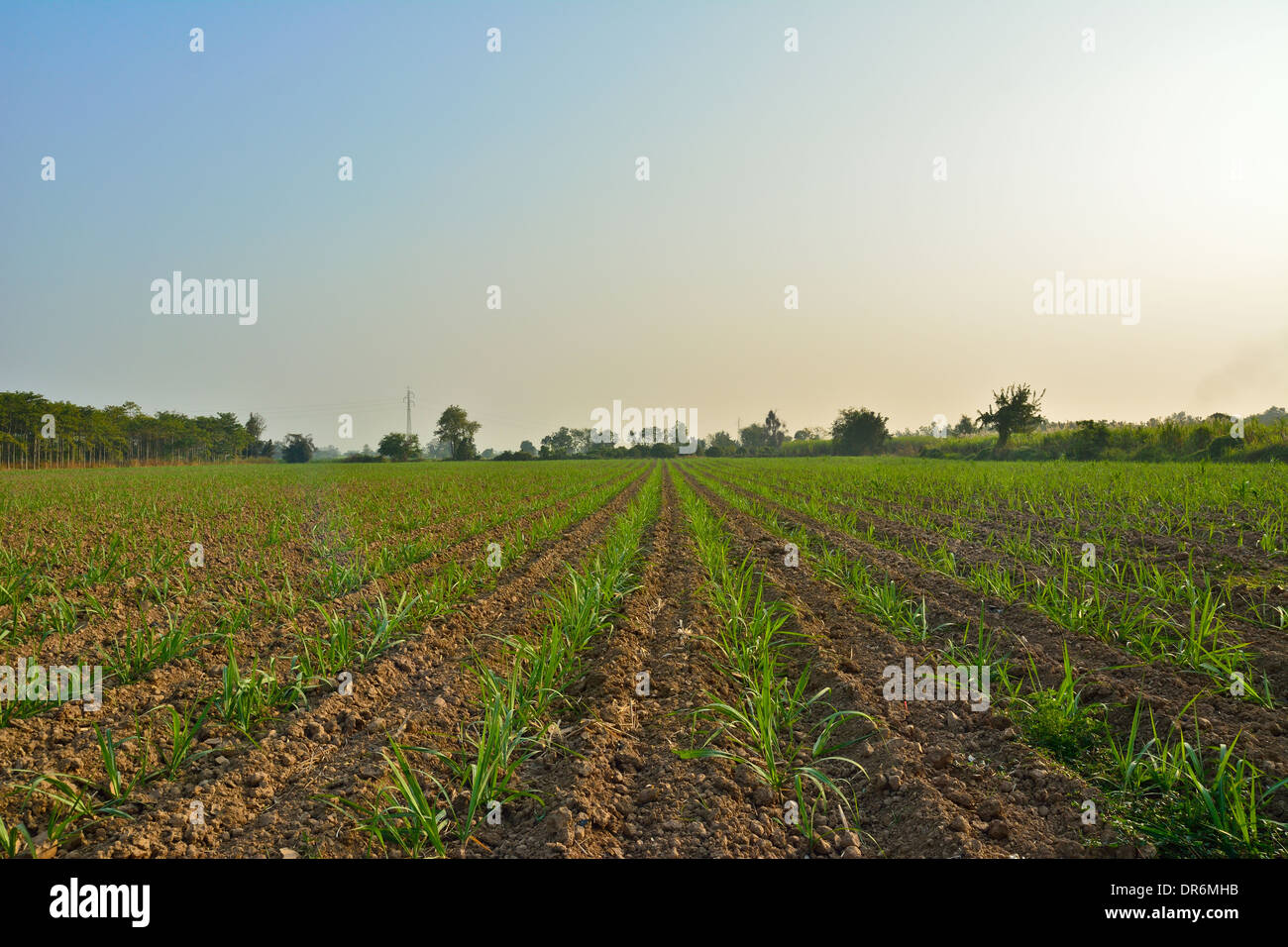 Beautiful cornfield in france hi-res stock photography and images - Alamy