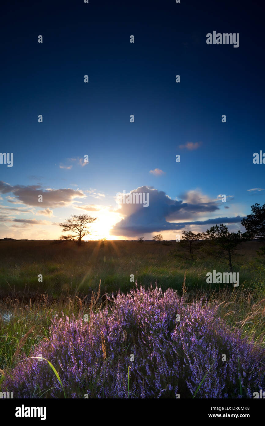 Heather flowers in sunshine hi-res stock photography and images - Alamy