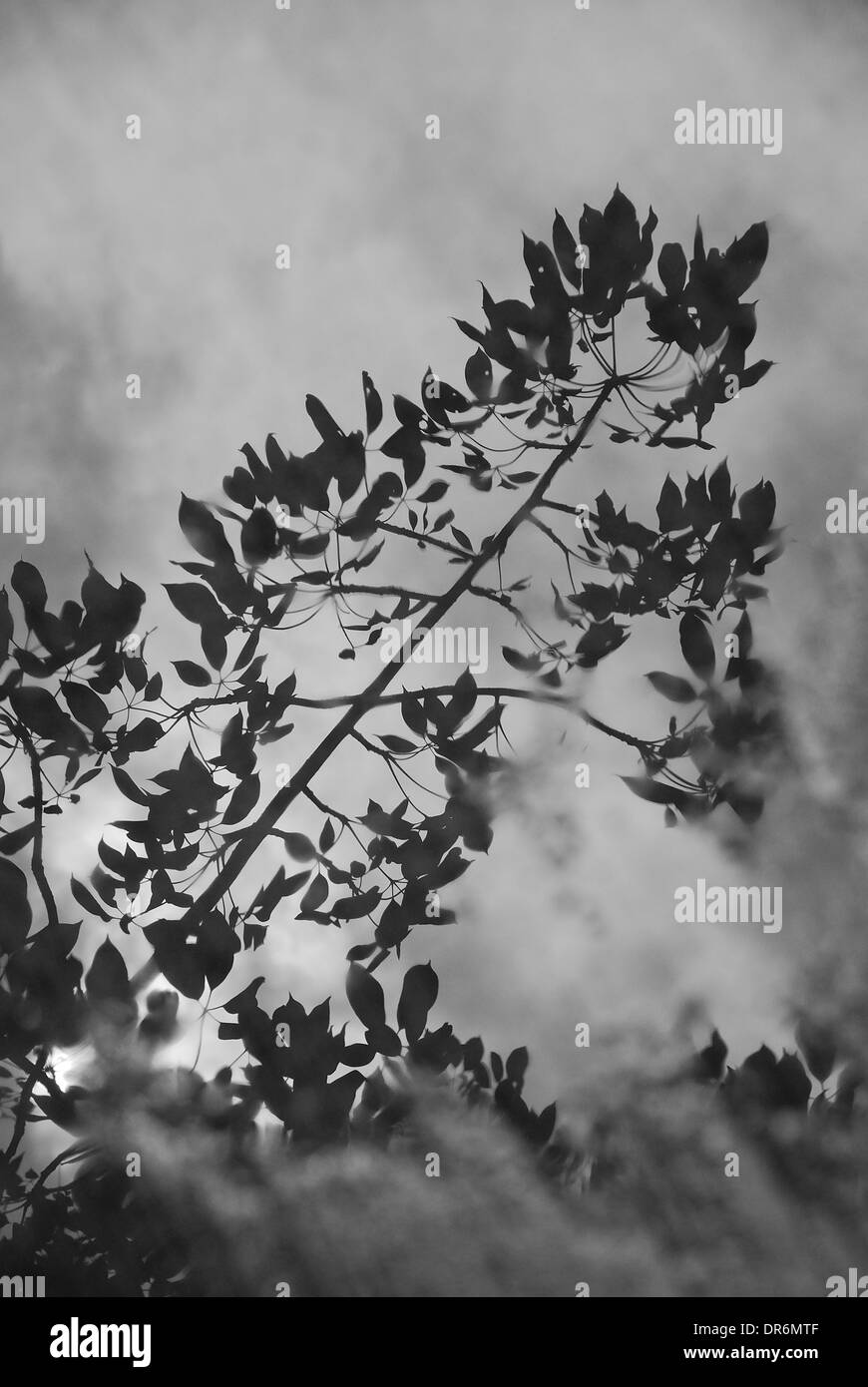 Tree branch black and white hi-res stock photography and images - Alamy