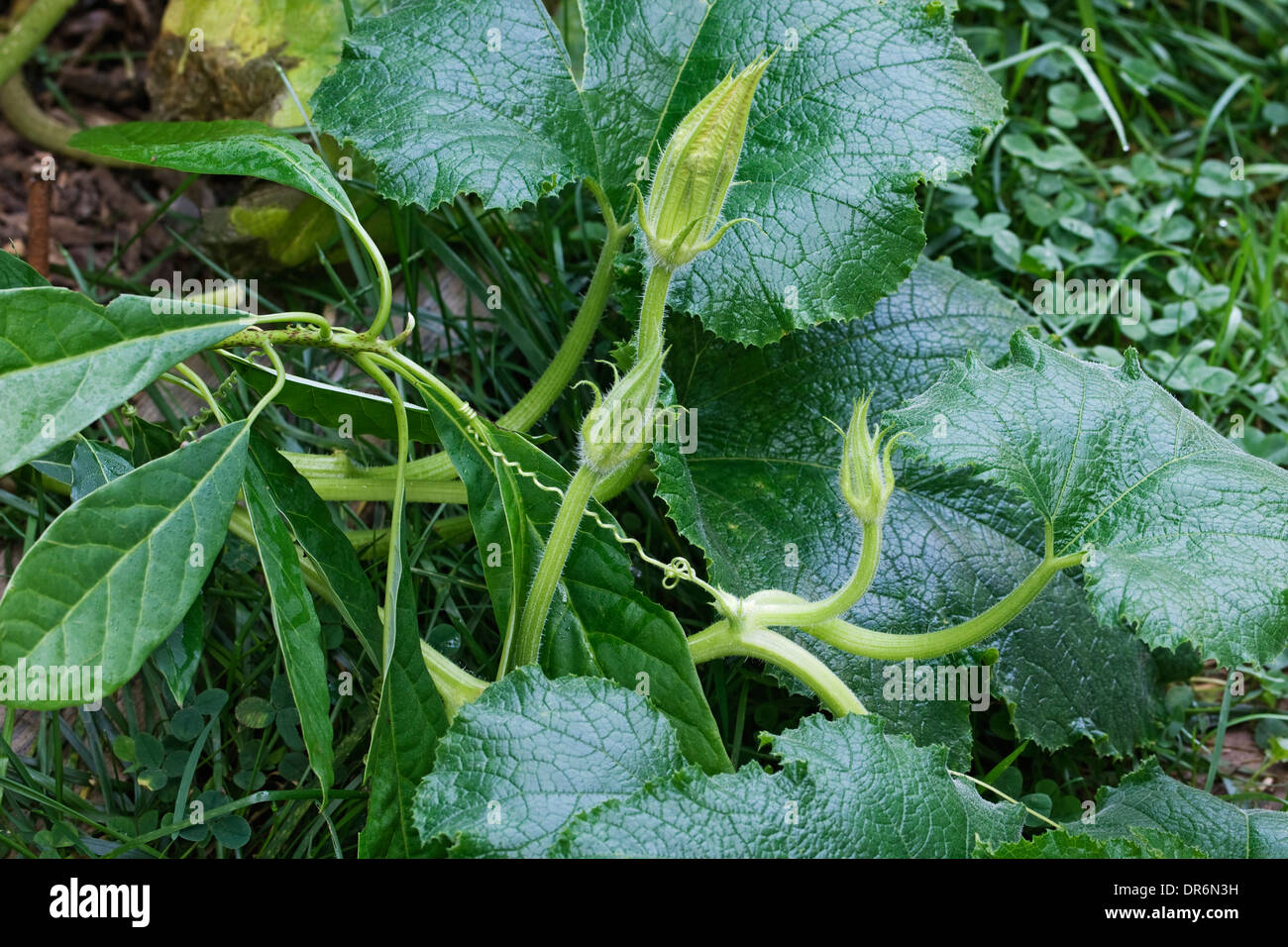 Pumpkin (Cucurbita pepo Stock Photo - Alamy