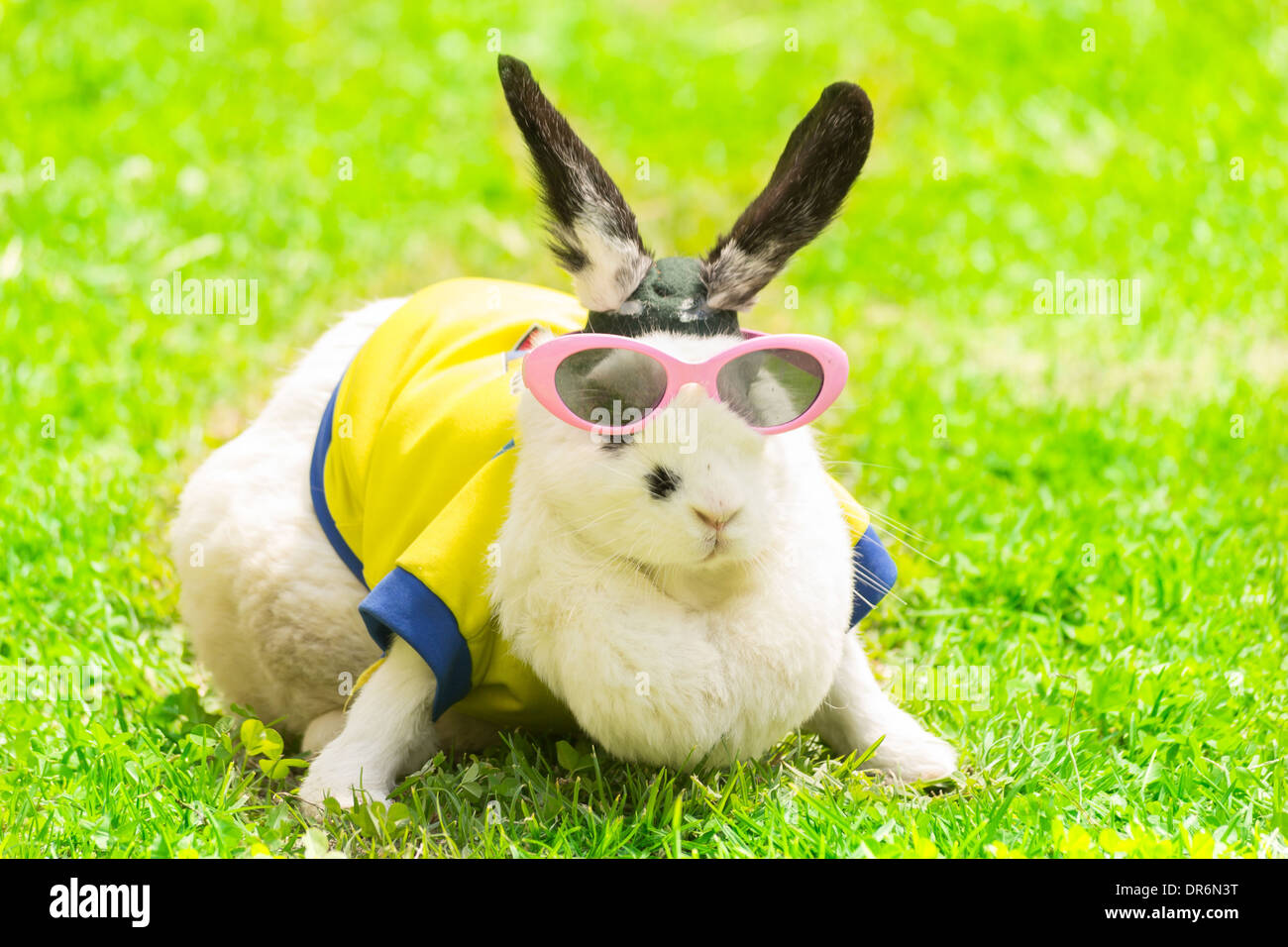 rabbit wearing Sunglasses in the park Stock Photo - Alamy