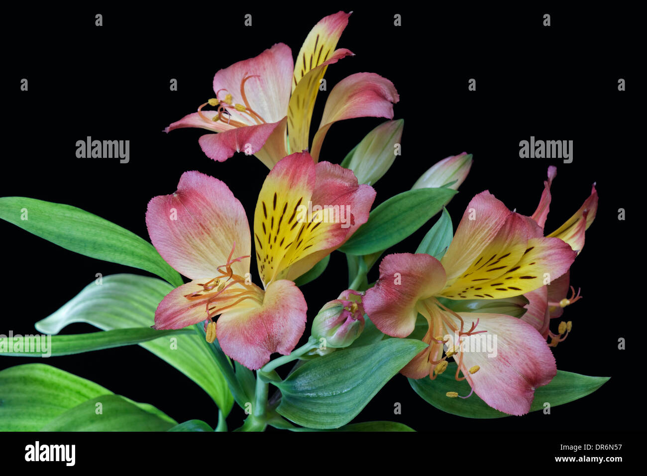 Alstroemeria cultivar hi-res stock photography and images - Alamy