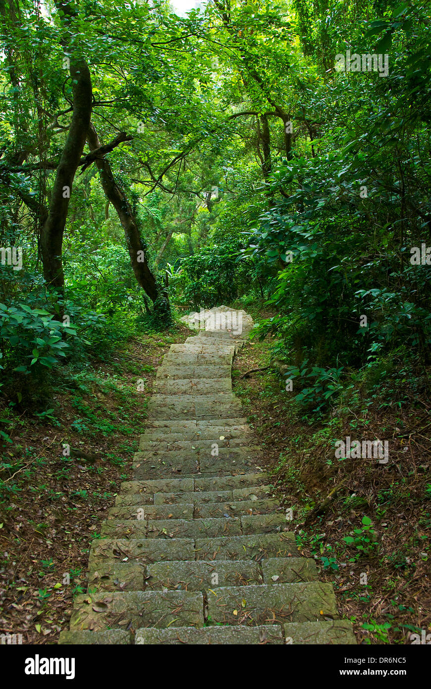 Stone steps among trees Stock Photo - Alamy