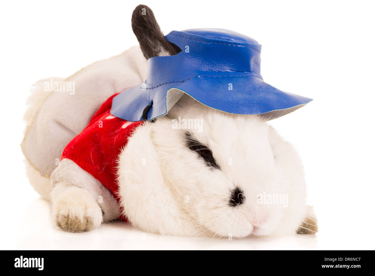Portrait of a Rabbit wearing blue hat Stock Photo - Alamy