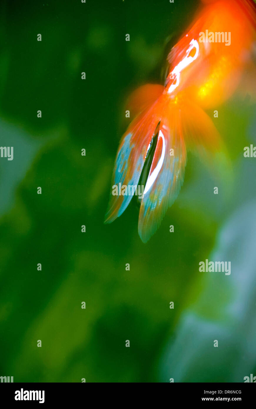 Gold fish hi-res stock photography and images - Alamy