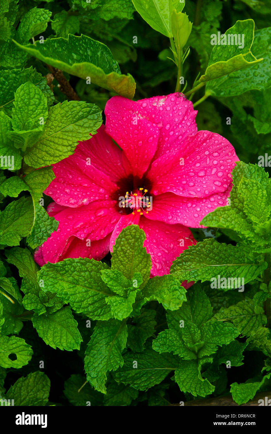 Hibiscus flower with water drops Stock Photo - Alamy