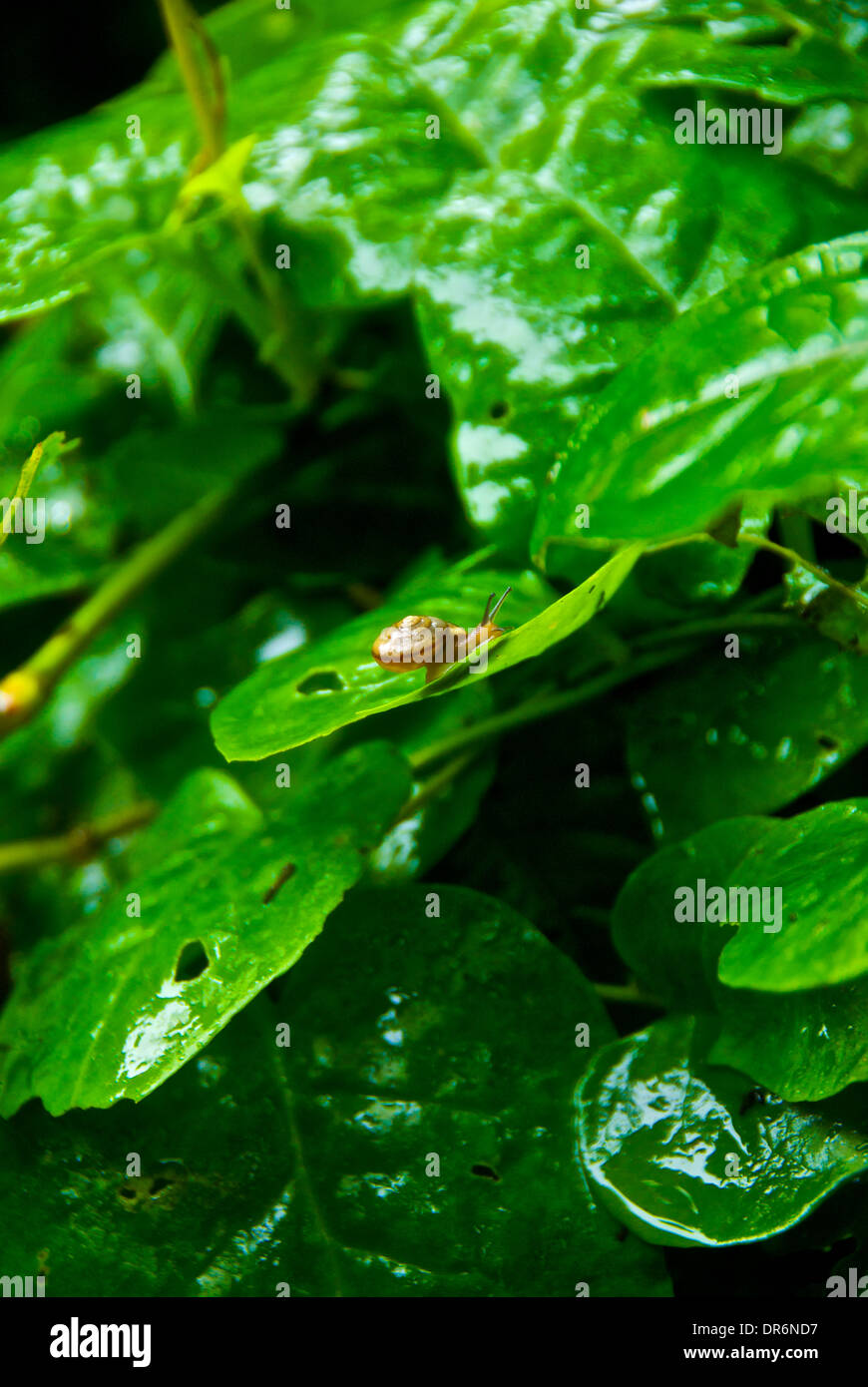 Taiwan wildlife hi-res stock photography and images - Alamy